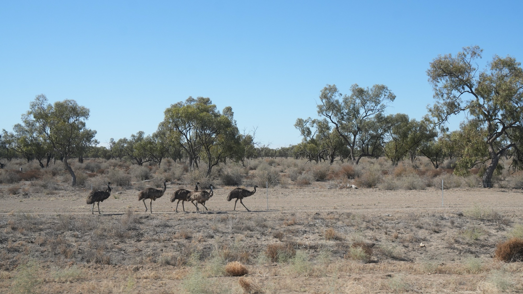 Mutawintji National Park: A guide to NSW’s Most Underrated National ...